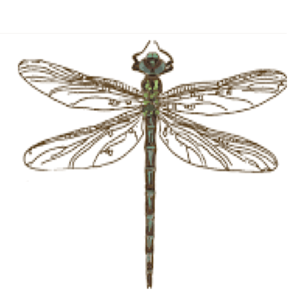 Dragonfly512 | North Texas Master Naturalist
